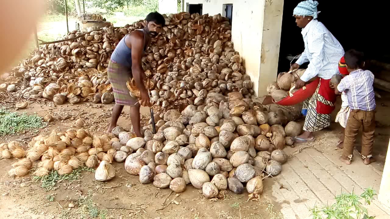 Coconut dehusking - YouTube