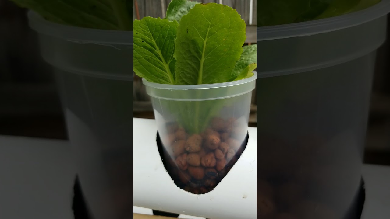 Hydroponics 4" PVC Rail system - YouTube