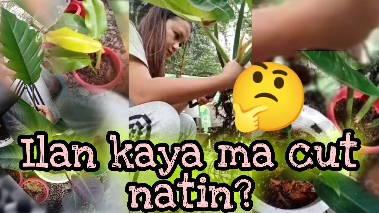 Freshly cut But rooted by Fredelyn the Plantita •||• Karla Mae Sibayan - YouTube