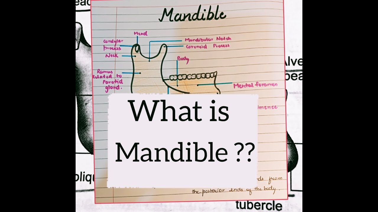 Mandibular bone Anatomy || jaw bone ANATOMY || GENERAL FEATURES OF ...
