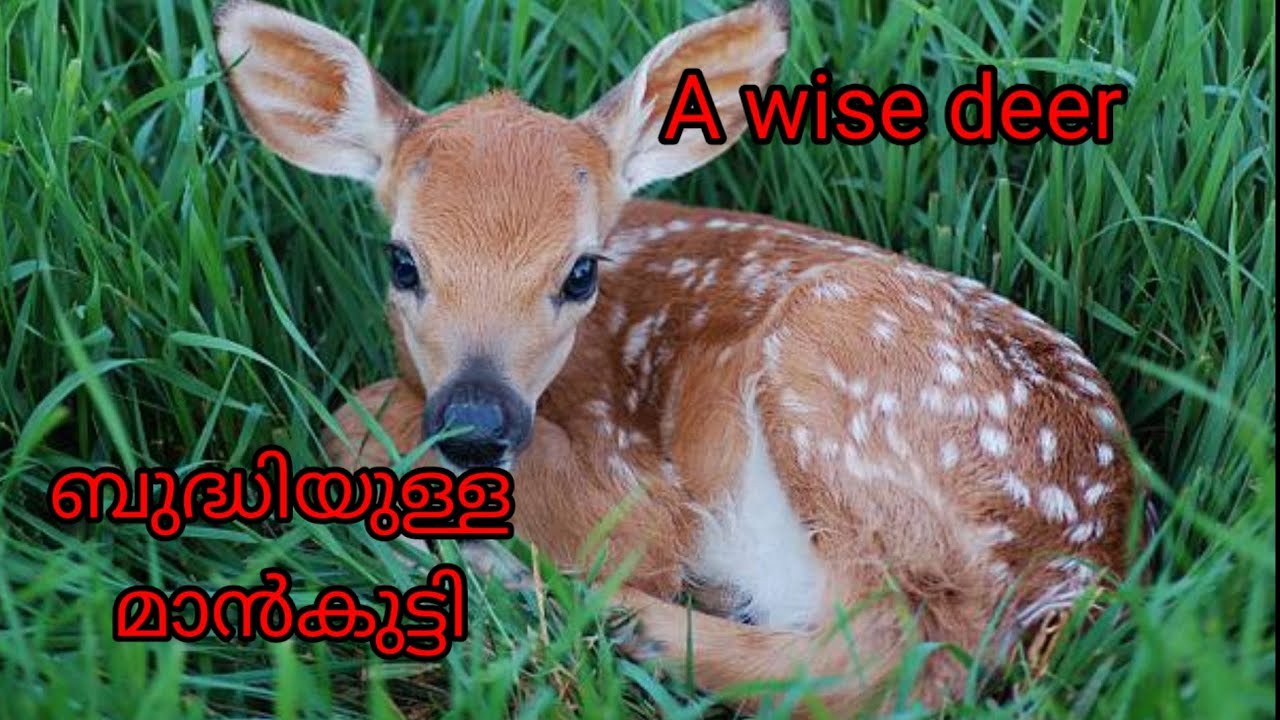 A wise deer kutti stories... ബുദ്ധിയുള്ള മാൻകുട്ടി - YouTube