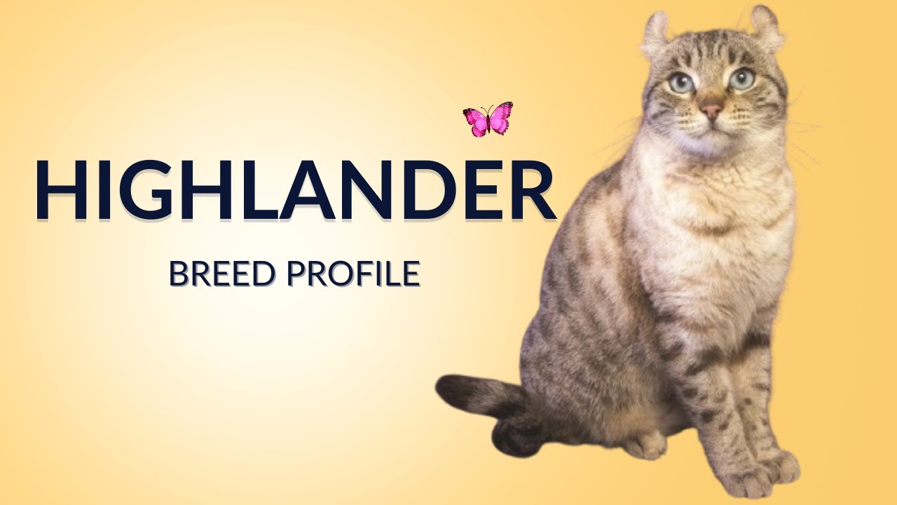 Highlander Cat Breed Profile History - Price - Traits - Grooming Needs ...