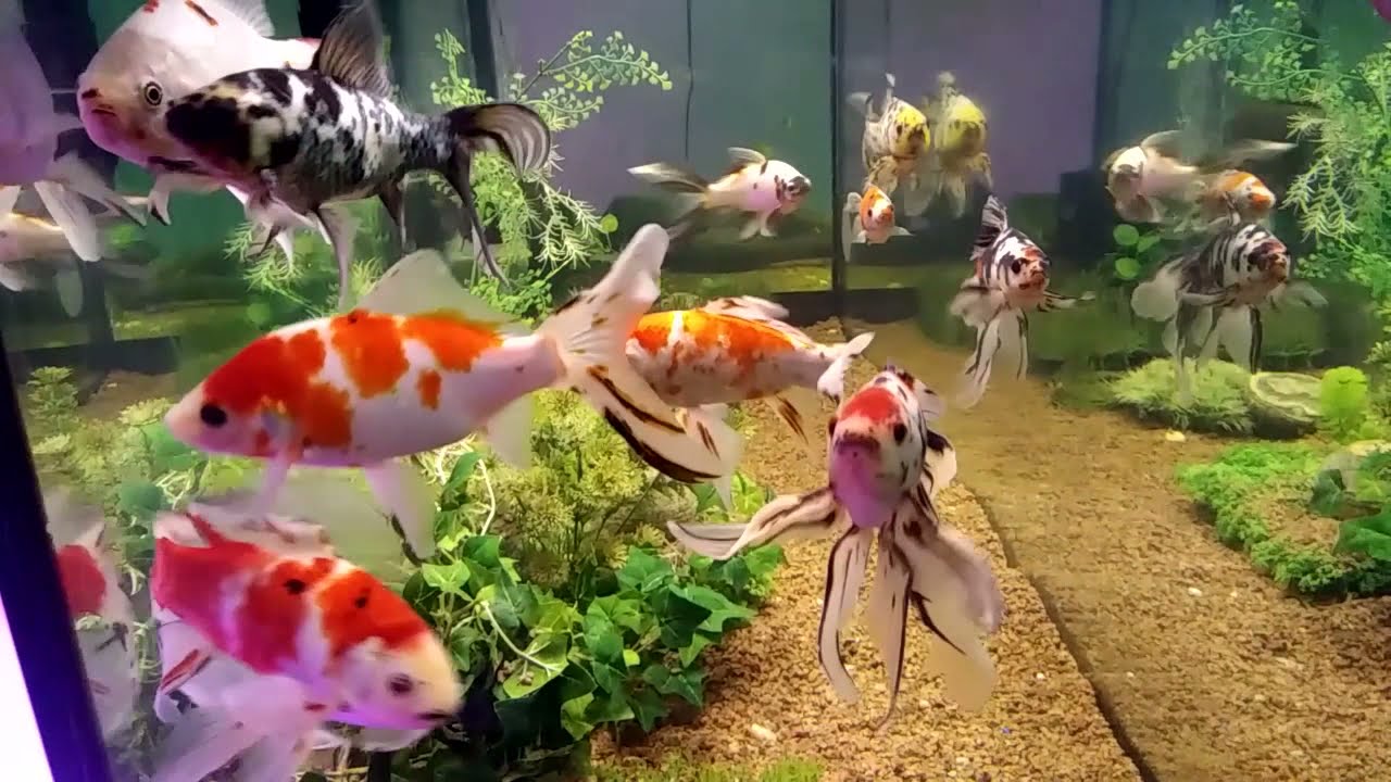 Fish Room Reveal including tanks, fish, and tropical plants ...