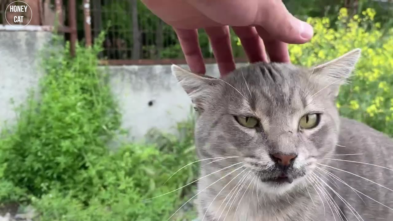 Stone Color Cat Living in Stones - YouTube