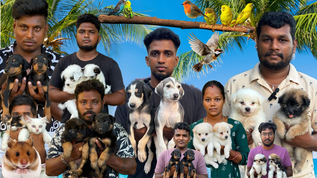 All Types of Pets in One Place in Low Price 😉 - YouTube