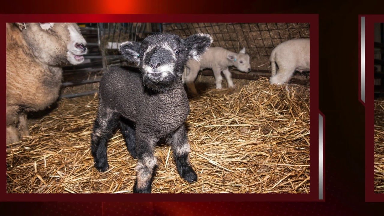 2016 Feb Ryeland Lamb News - YouTube