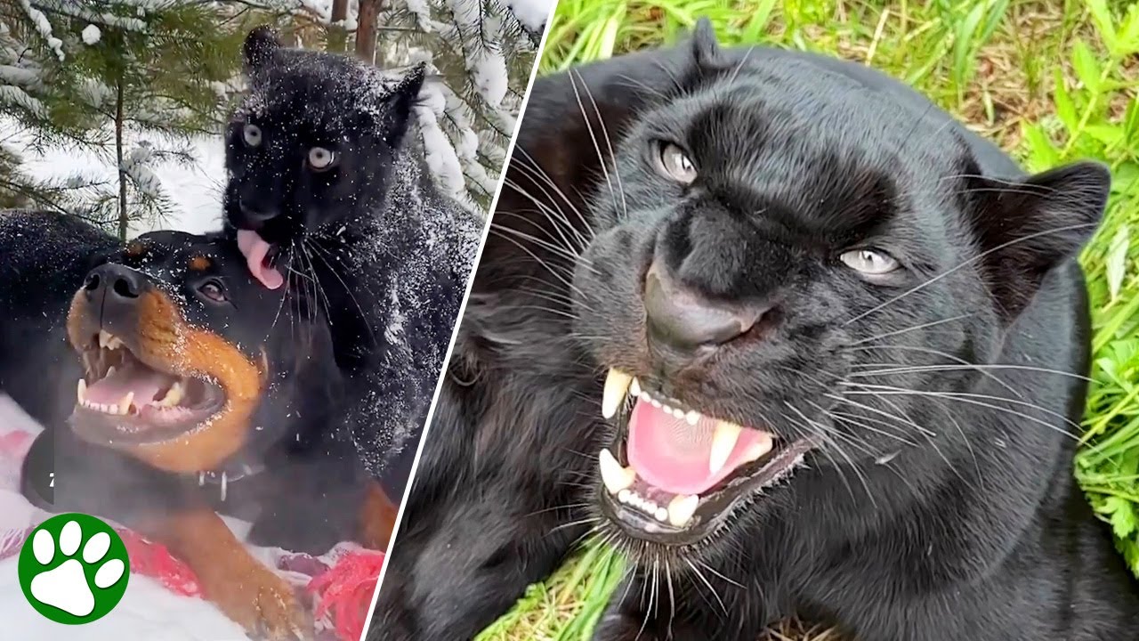 Geretteter Schwarzer Panther geht ungewöhnliche Freundschaft mit ...
