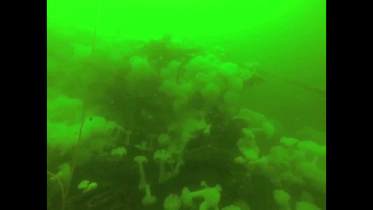 201305-26 014 Video Vanderbilt Reef - Installing Mooring Bouy on ...