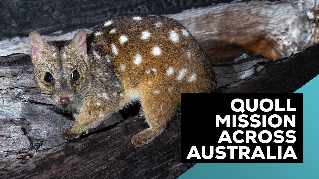 Rewilding Quolls: Extraordinary 4000km Adventure Across Australia ...