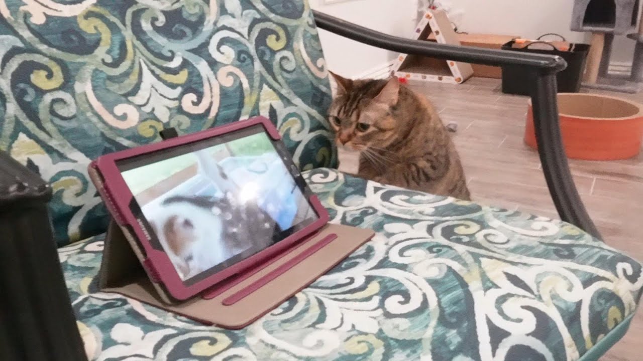 My cat reacting to different sounds on my tablet compilation! - YouTube