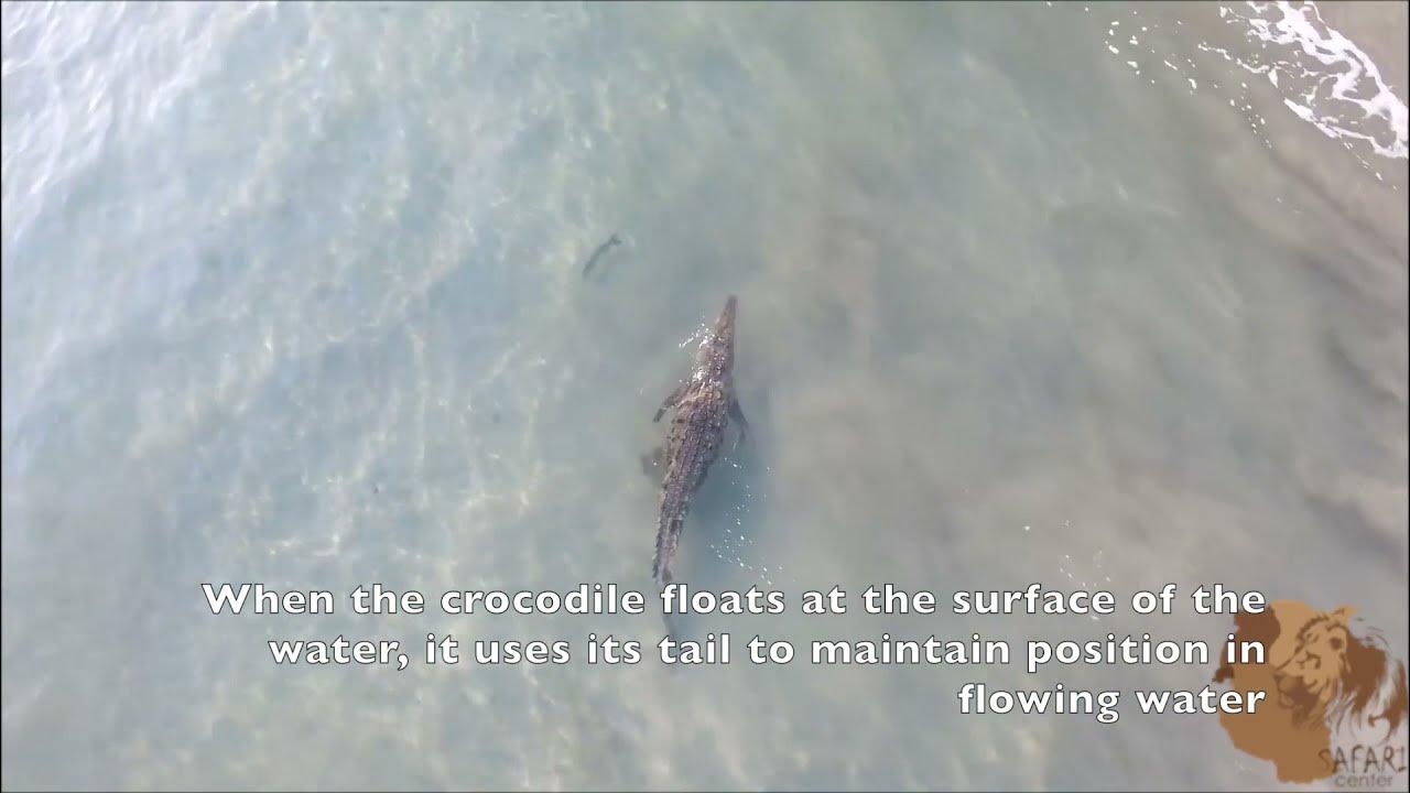 Crocodiles Have The Capacity To Swim At High Speed And Have Incredible ...