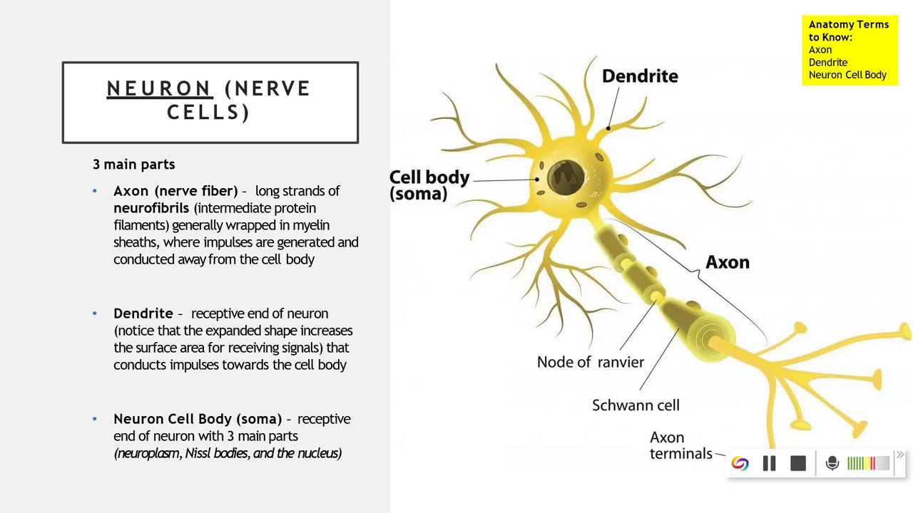 Brain and Spinal Chord BSC 251L Summer 2020 - YouTube