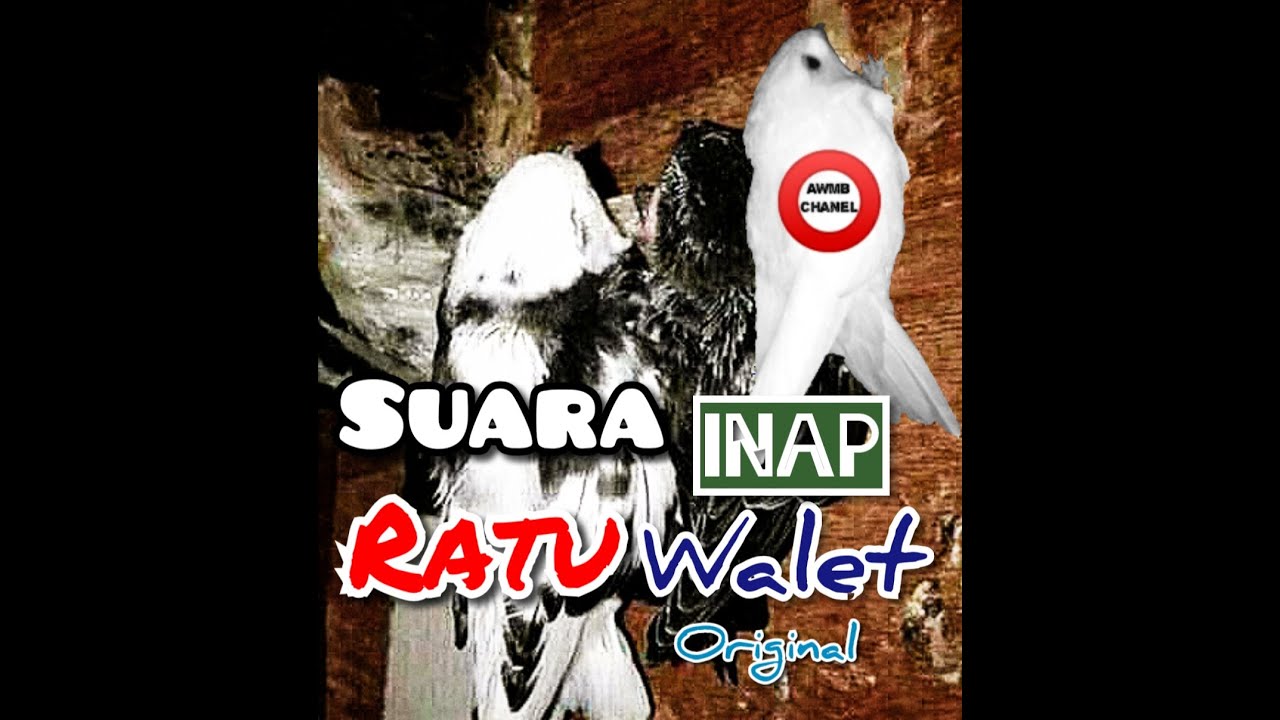Suara Inap (SI) Ratu walet Original - YouTube