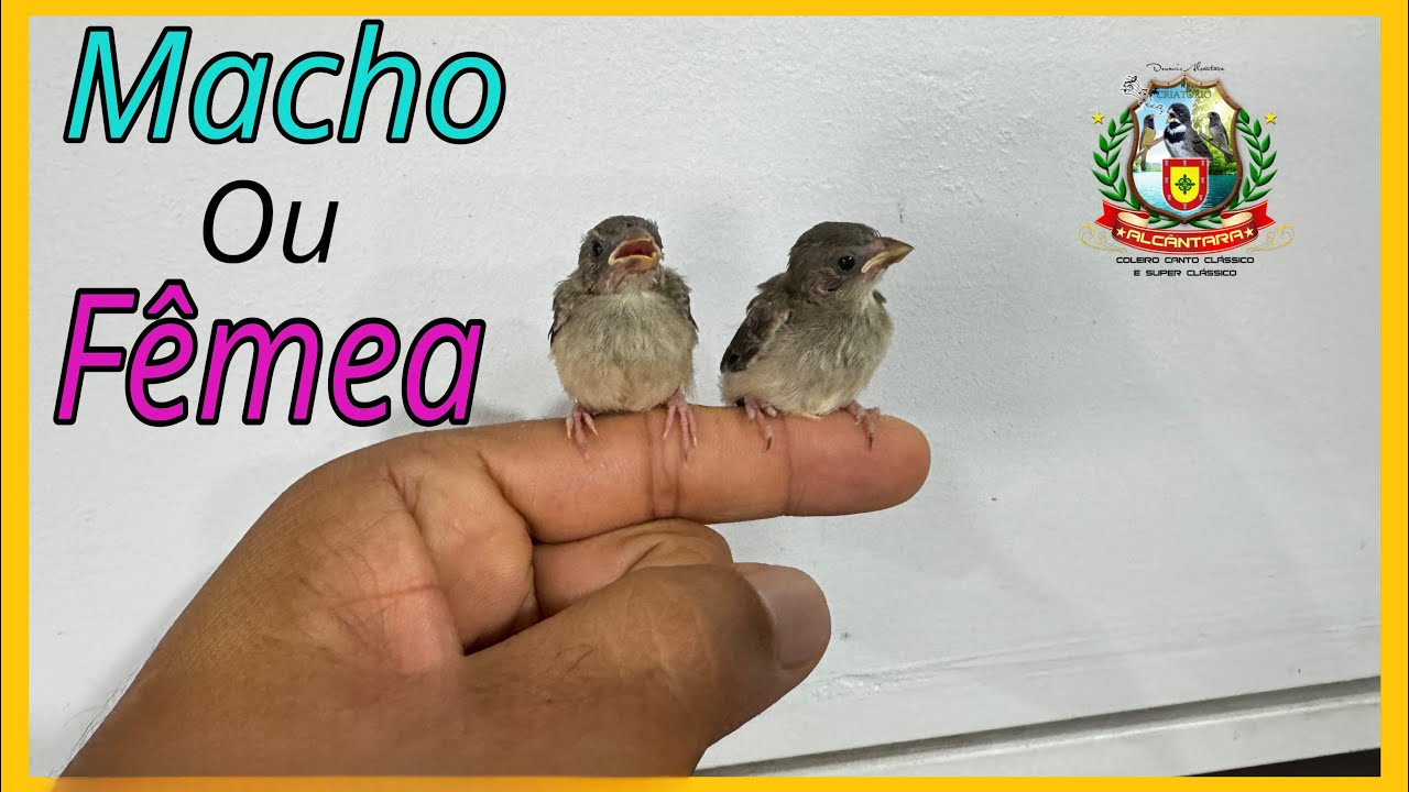 VEJA A DIFERENÇA ENTRE O MACHO E A FÊMEA DE COLEIRO PAPA-CAPIM AINDA ...