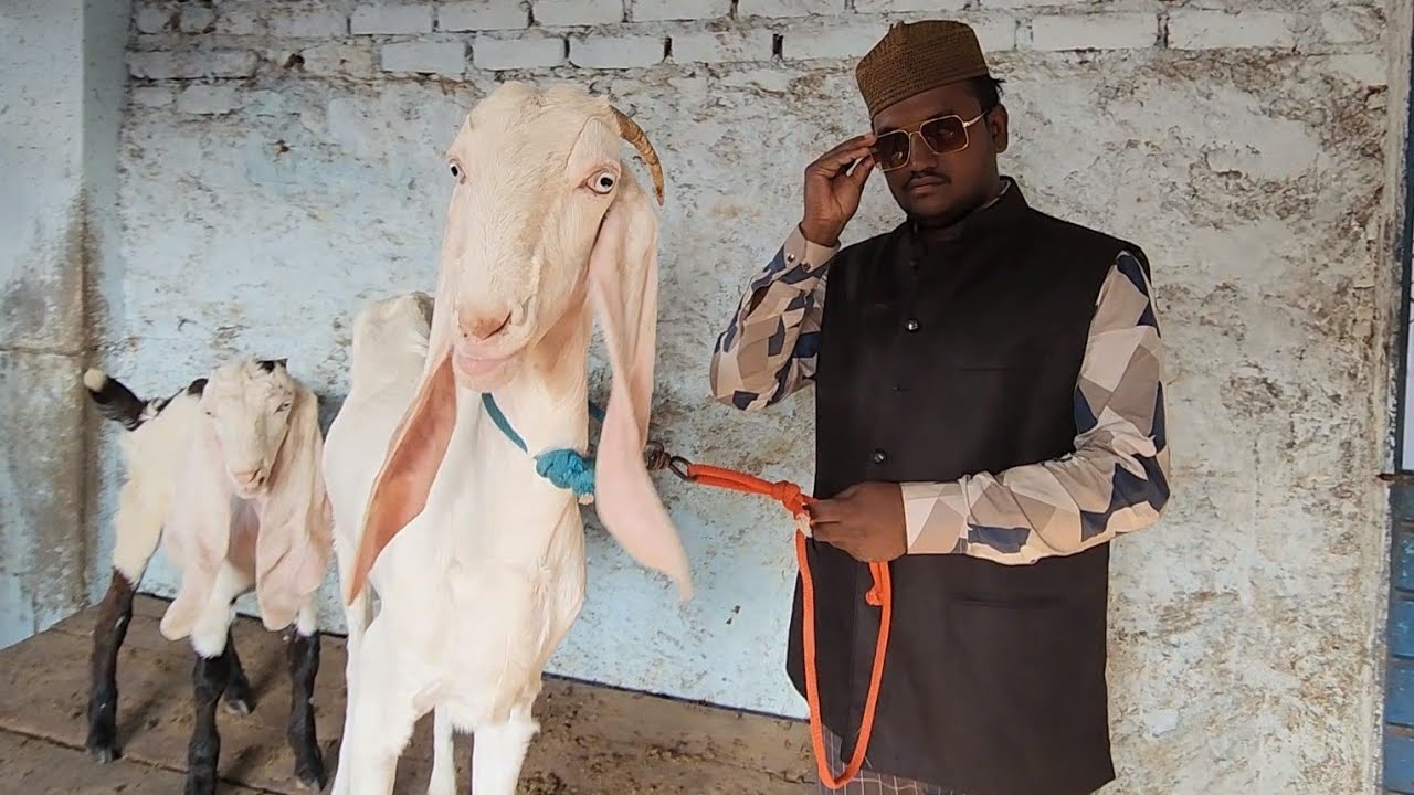 Sabse Saste Aur Acha Hyderabadi Collection At Sohail Goat Farm ...