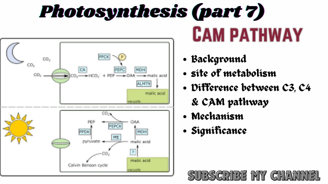 Photosynthesis L-7: CAM pathway and its significance. Difference ...