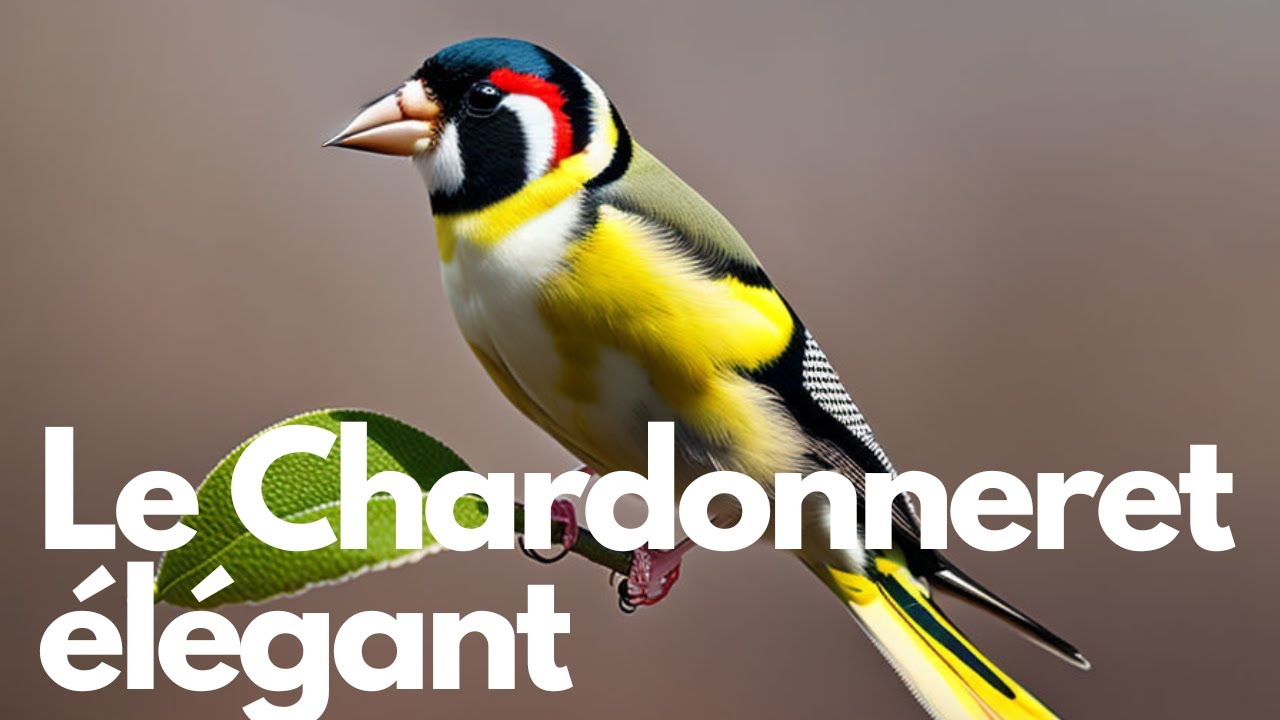 Découvrez le Chardonneret élégant, un oiseau coloré et fascinant - YouTube
