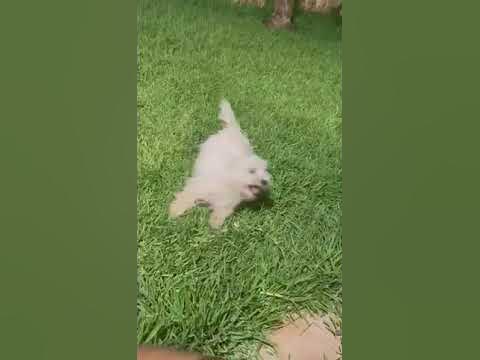 Watch I found a rare dog in the park. Kanish dog running in the park. Rare puppies.🤣😅😁😍😂 - YouTube