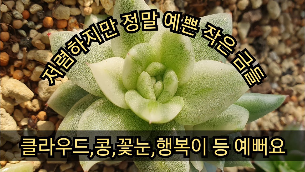 1월 16일 와이즈b행복이클라우드 등 저렴하고 예쁜 아이들 다 구경해보세요 다육 다육이금 다육이 다육식물 다육이