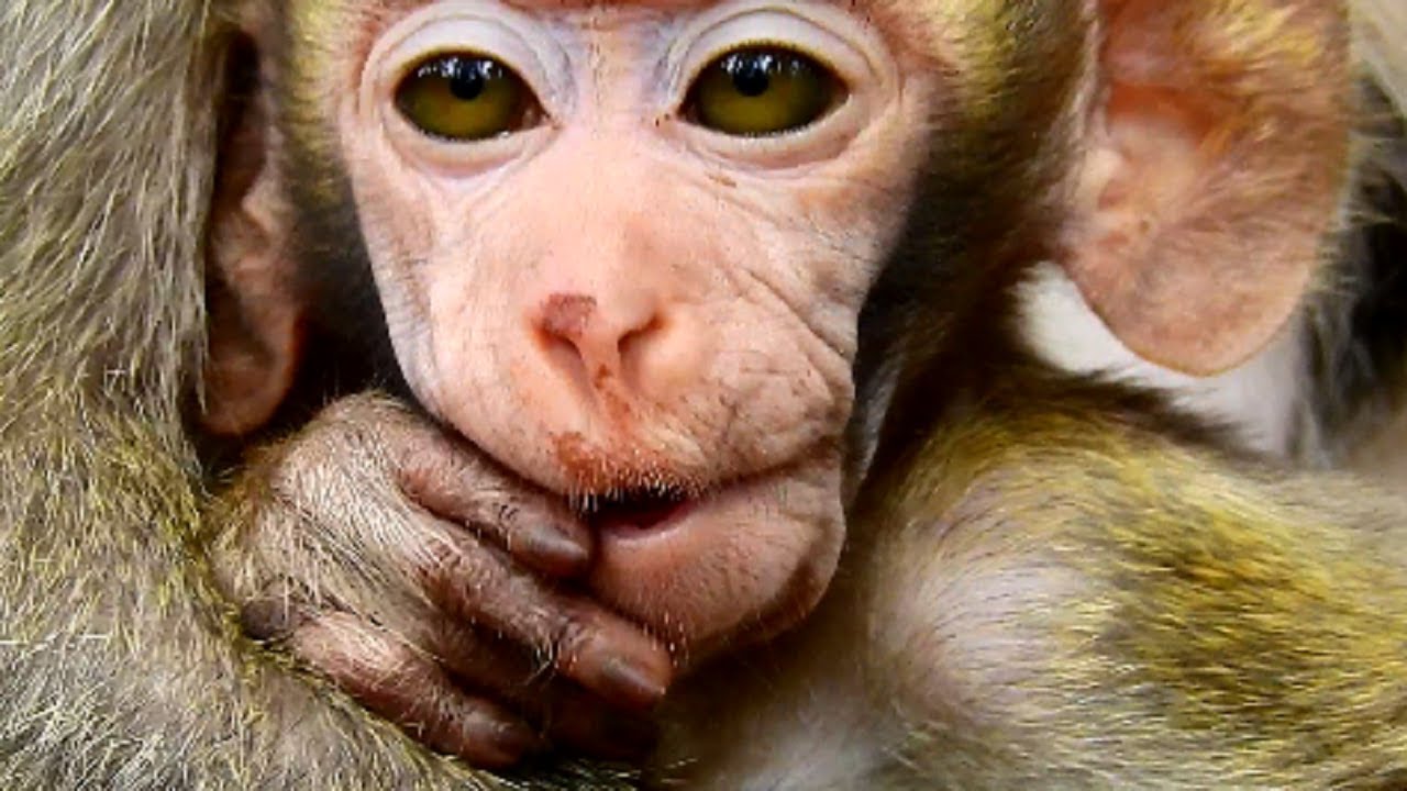 Worry On Red Nose ! What is wrong ? Face so sadness and seem hurt on ...