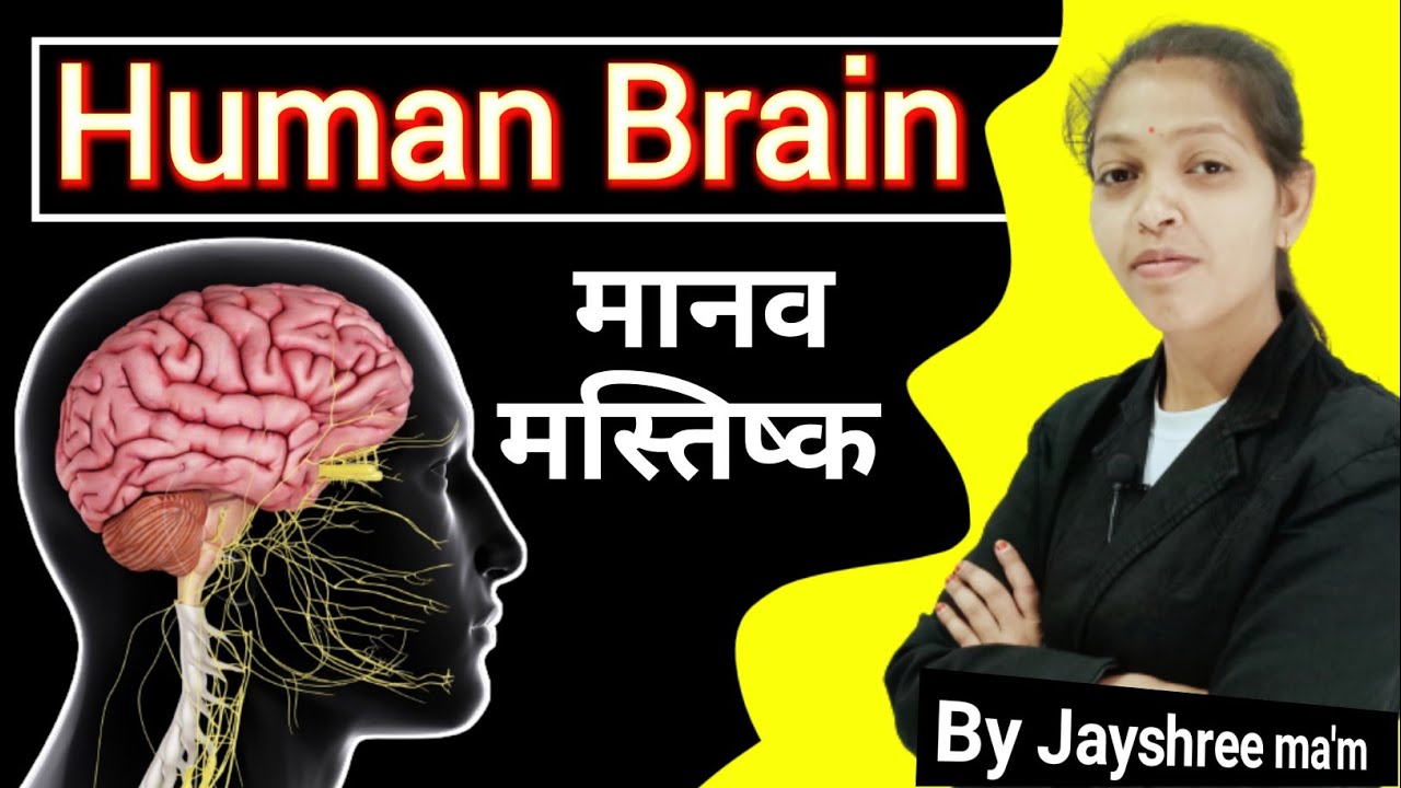 brain | human brain | manav mastishk | human brain kya hai - YouTube