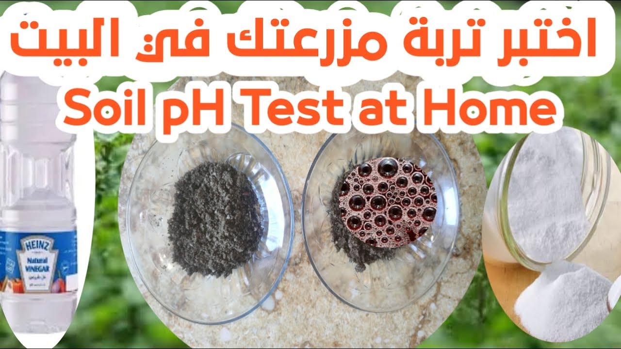 طريقة سهلة لاختبار PH التربة في المنزل | Simple DIY Soil pH Test at ...