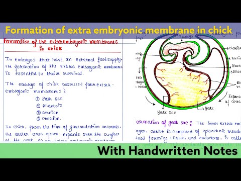 Formation of extra embryonic membrane in Chick | Developmental Biology ...