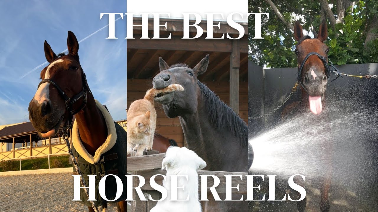 the BEST EQUESTRIAN reels! || 1 - YouTube