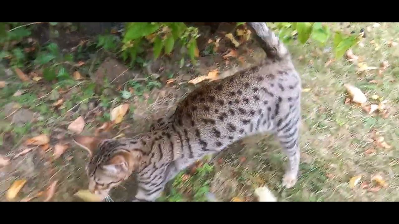 Savannah female kitten - YouTube
