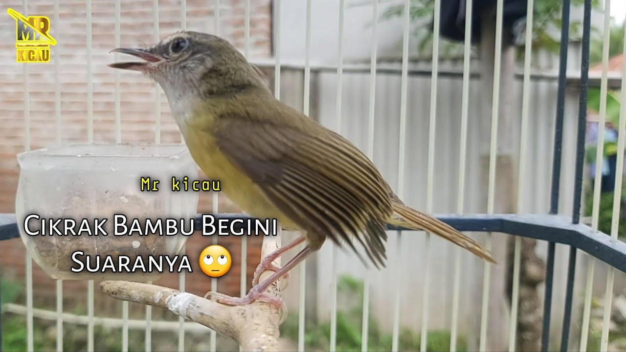 Kicau Burung Cikrak Bambu - YouTube