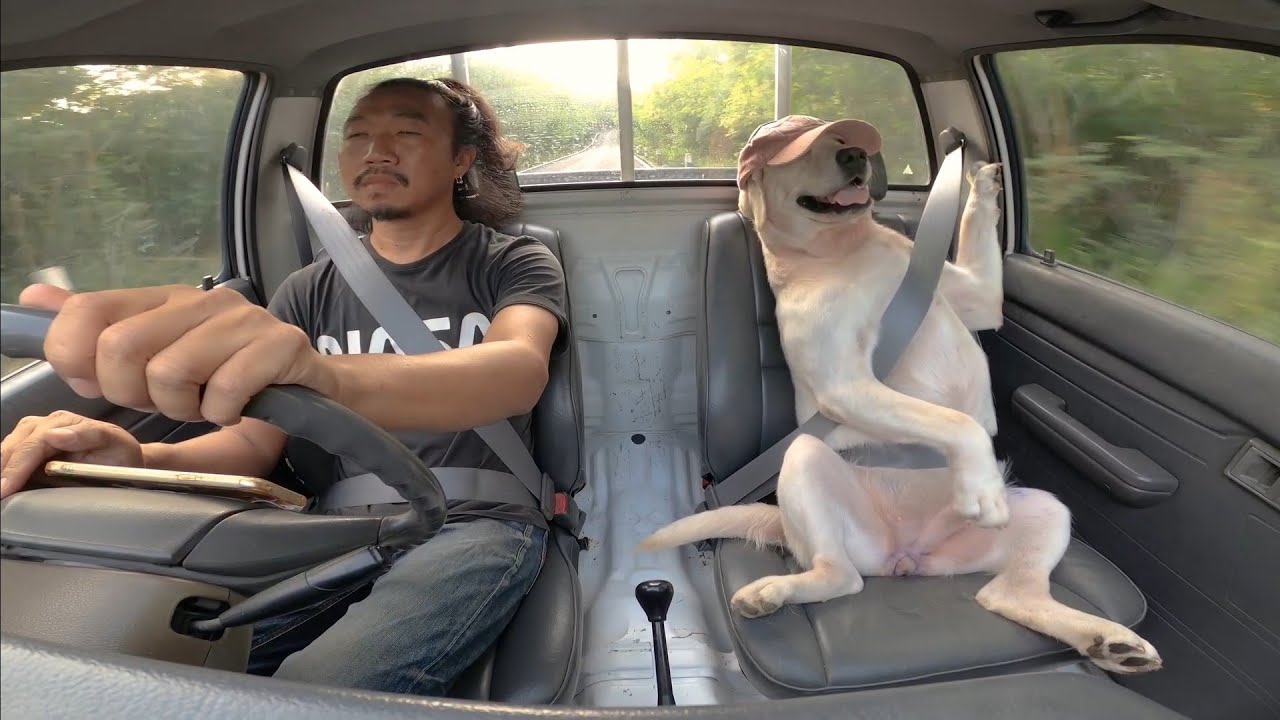 Dog vs. Human: Who is the Better Driver? - YouTube