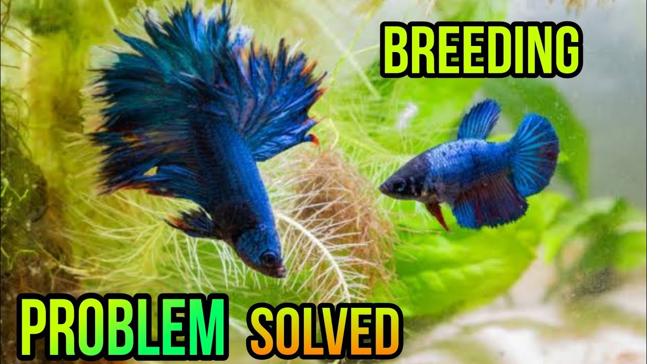 BETTA FISH BREEDING ALL PROBLEM SOLVED | BETTA FISH BREEDING | FIGHTER ...