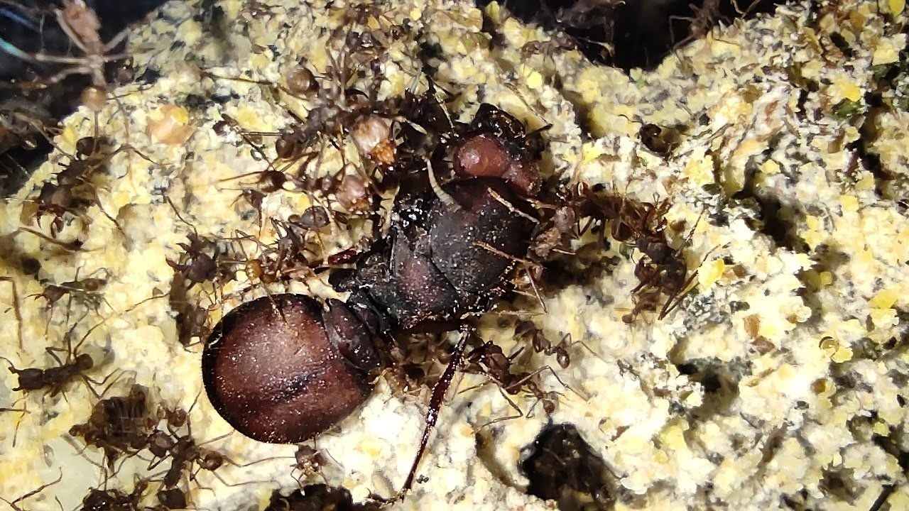 Meu Formigueiro Filmado com Lente Macro - YouTube