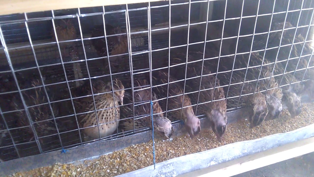 Quail farming in Pakistan - YouTube