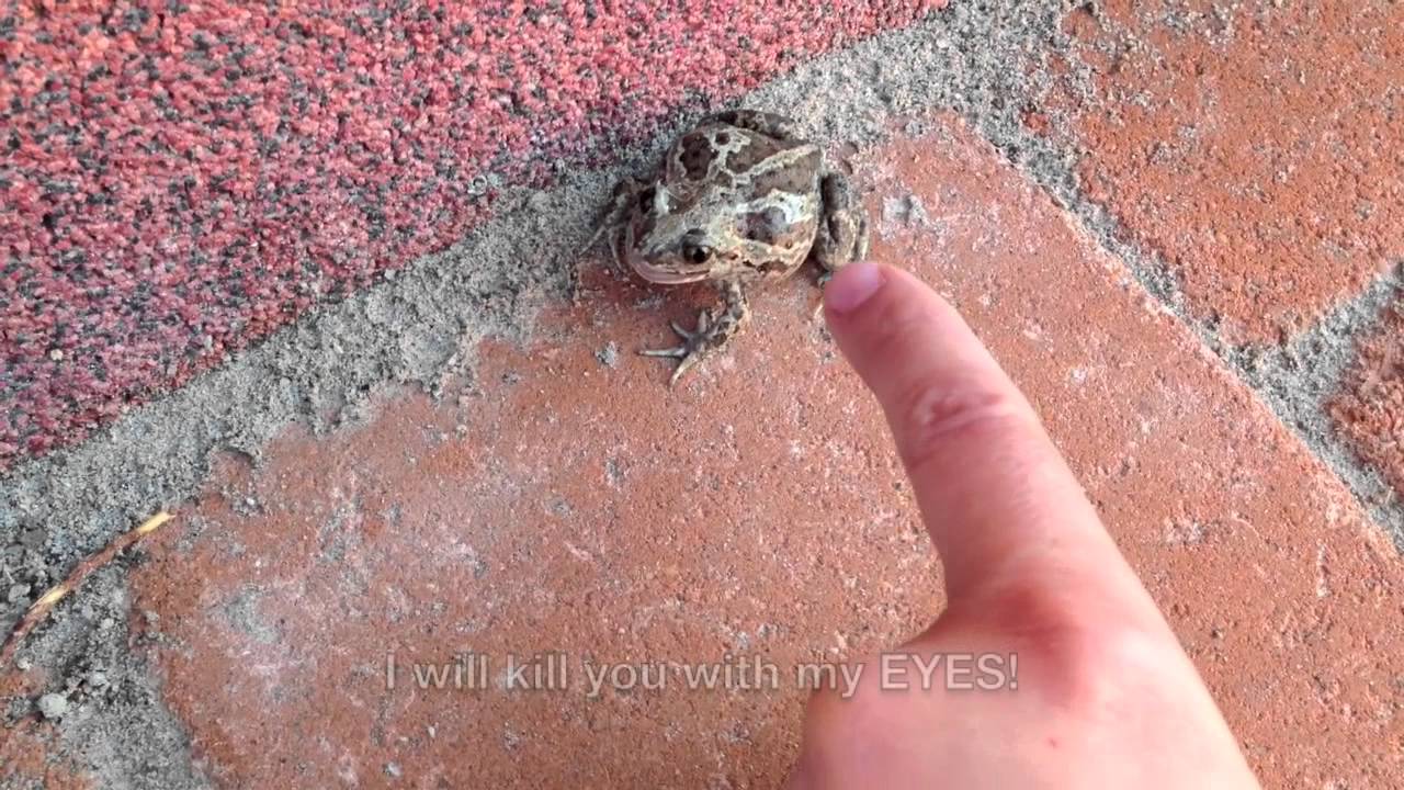 The Angry Frog - YouTube