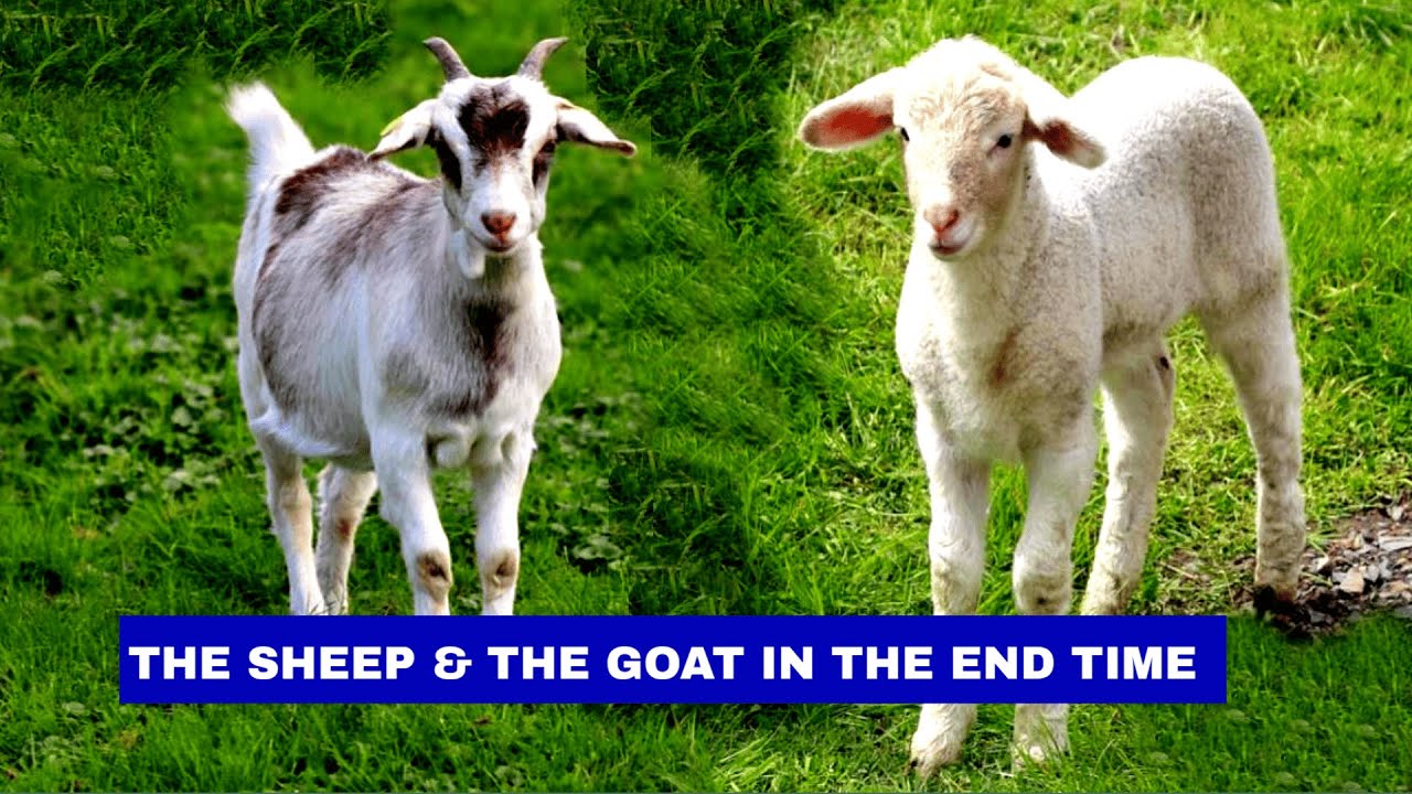 THE SHEEP & THE GOAT IN THE END TIME - YouTube