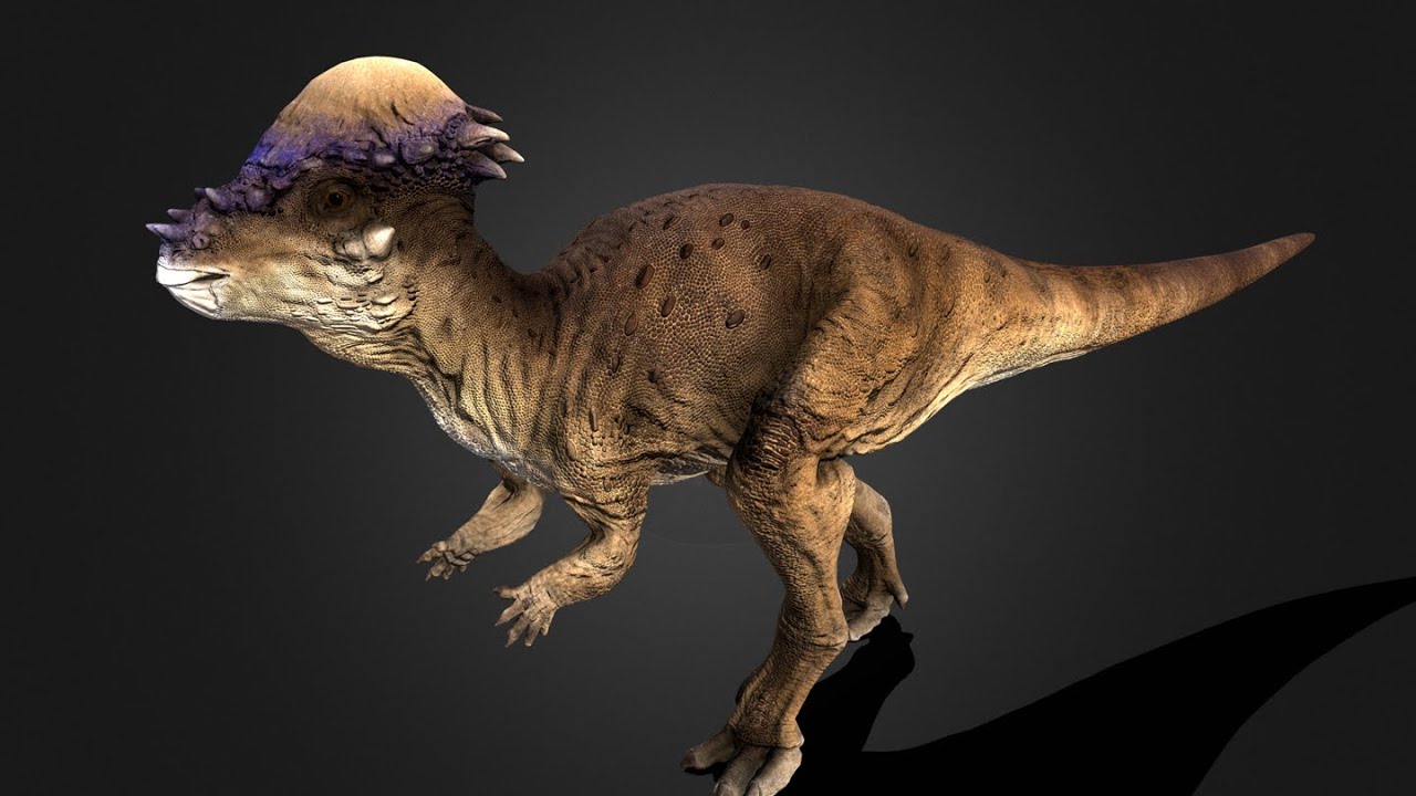 3D Model - Pachycephalosaurus - YouTube