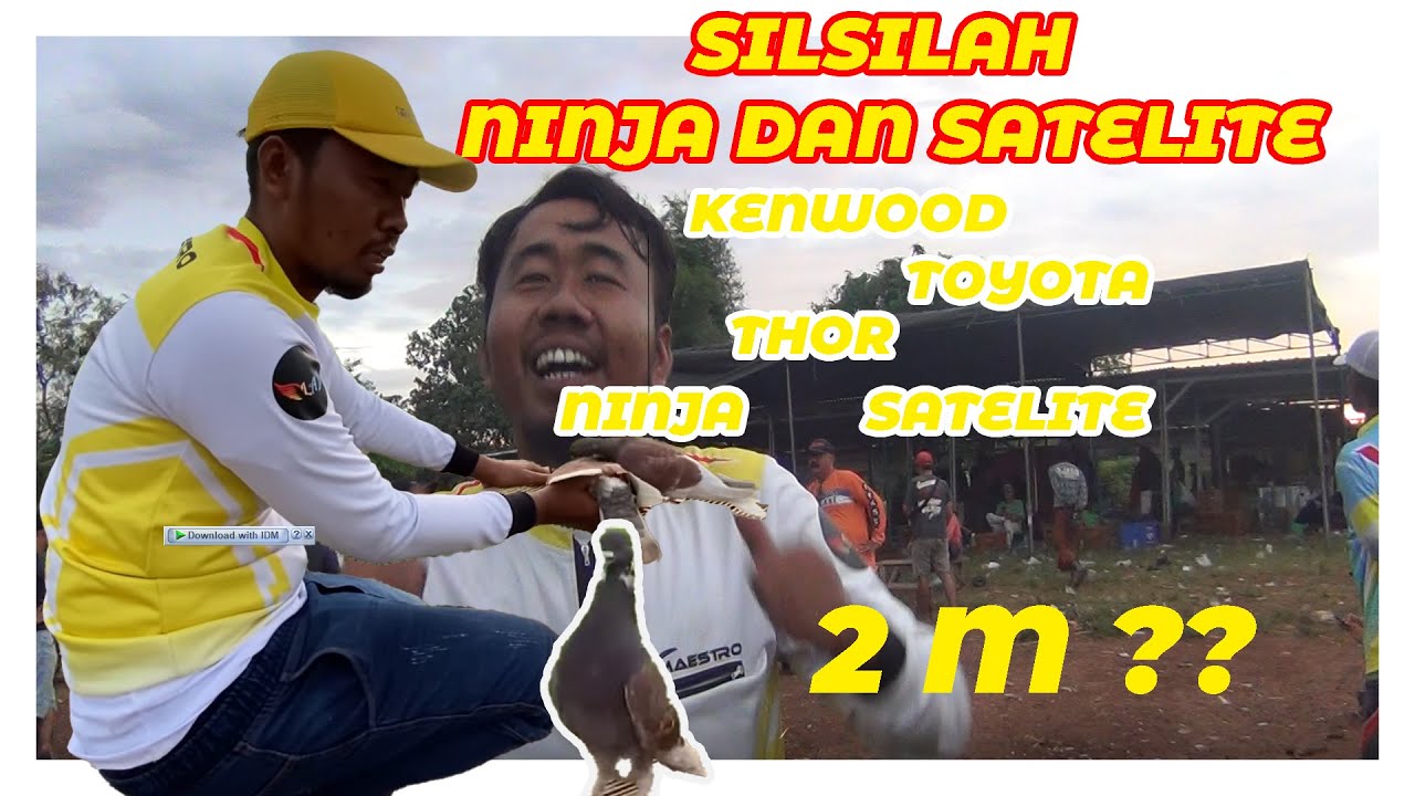LAPE ALUS BERBAGI SILSILAH MERPATI KOLONG TIM MAESTRO NINJA & SATELITE ...