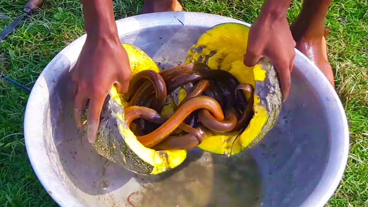 Amazing Eel Fishing Technique Using Pumpkin and Earthworm - YouTube