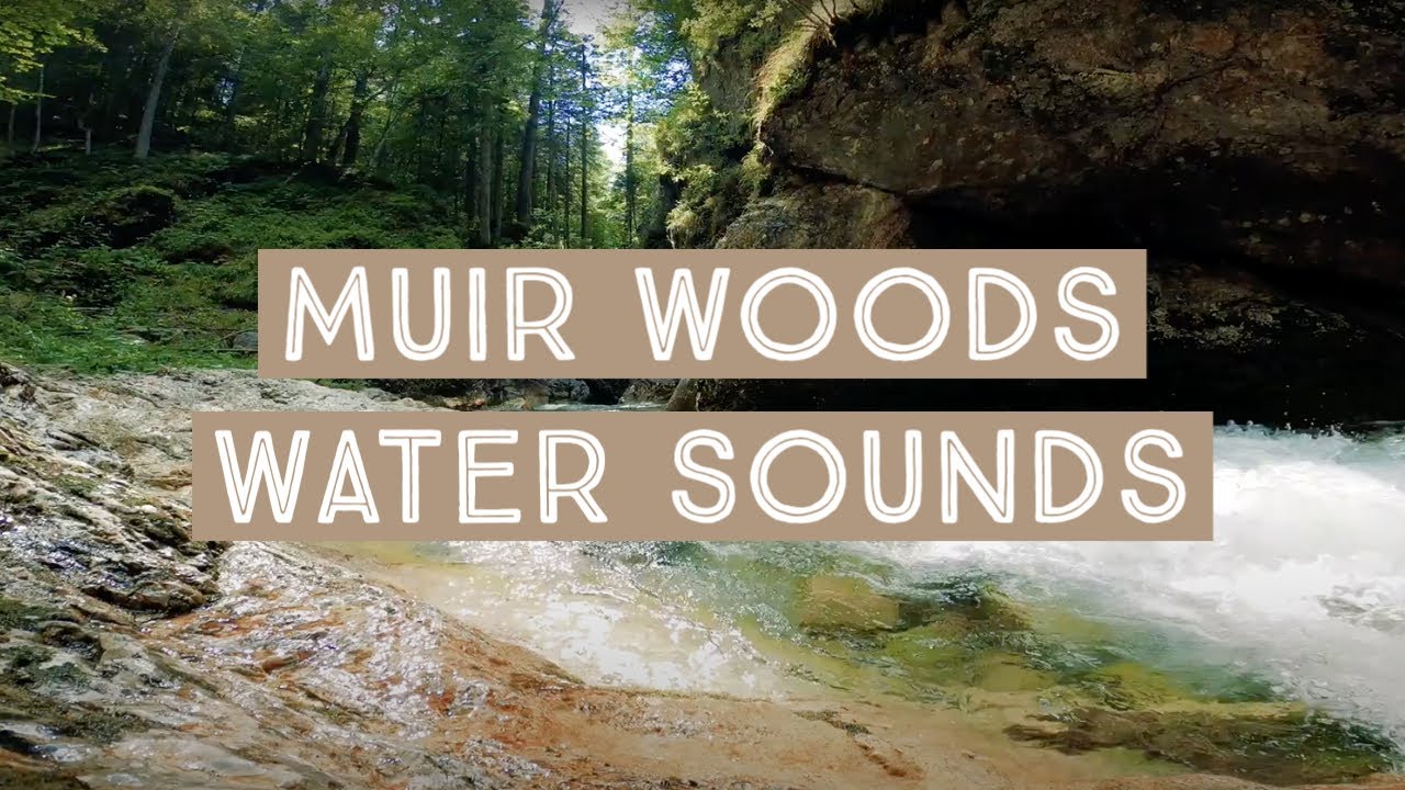 Muir Woods Water Sounds for Stress Relief & Sleep | 1 Hour of Soothing ...