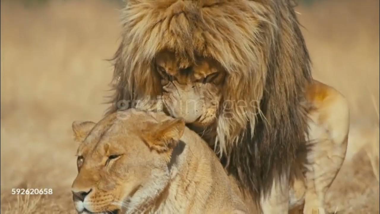 #lions #lioness #matingseason #breeding Lion and lioness mating video #viralvideo #shorts # ...