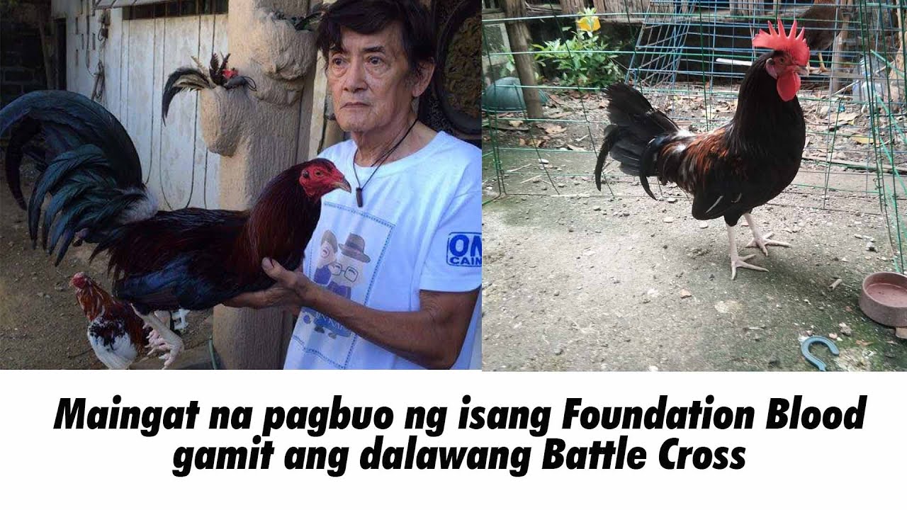 Backyard Breeding: Line Breeding ng dalawang Cross - YouTube