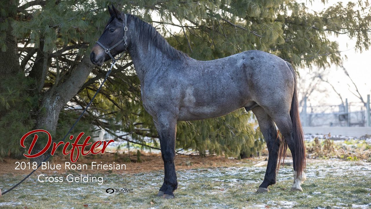 SOLD Drifter, 2018 Roan Friesian Cross Gelding | Michiana Friesian Sale ...