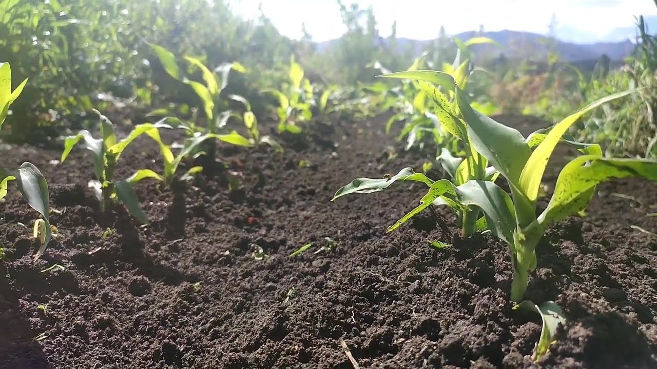 Como quitar malas hierbas del MAIZ🌽| primer aporque | huerto casero ...