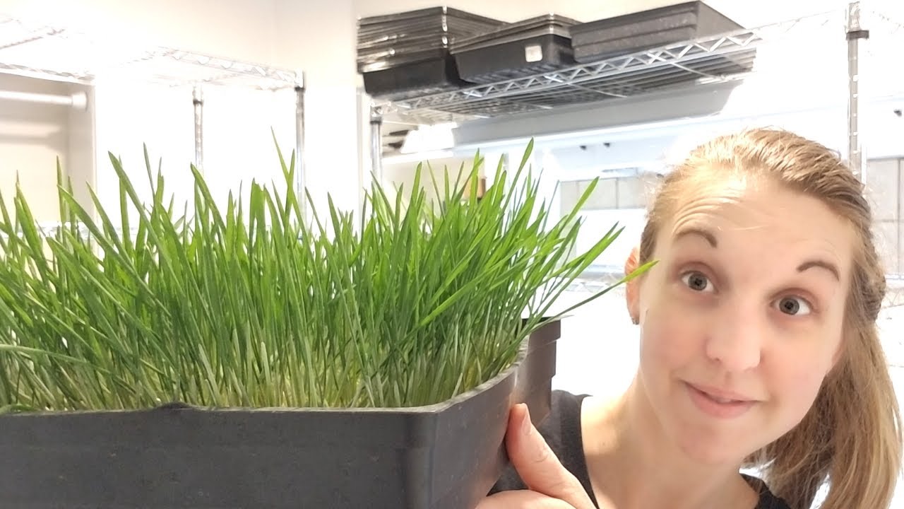 How to grow Wheatgrass! - YouTube