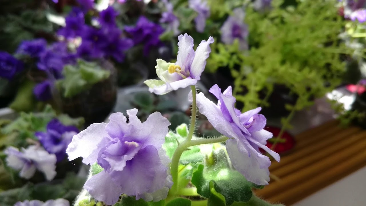 African violet - 2 light green petals. - YouTube