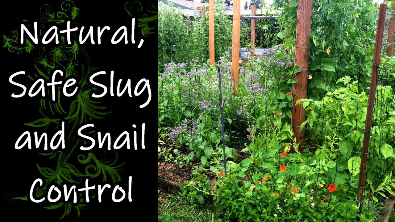Natural, Safe Slug and Snail Control - YouTube