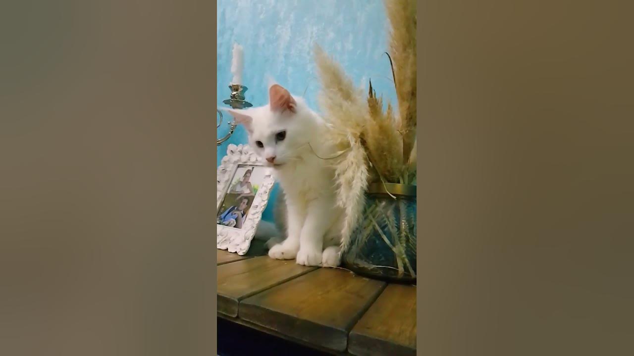 оцените этих чуд Youtube