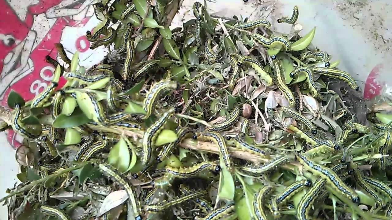 Buchsbaumzünsler - YouTube