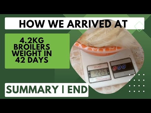 4.2kg Broilers in just 6 weeks | last part. - YouTube